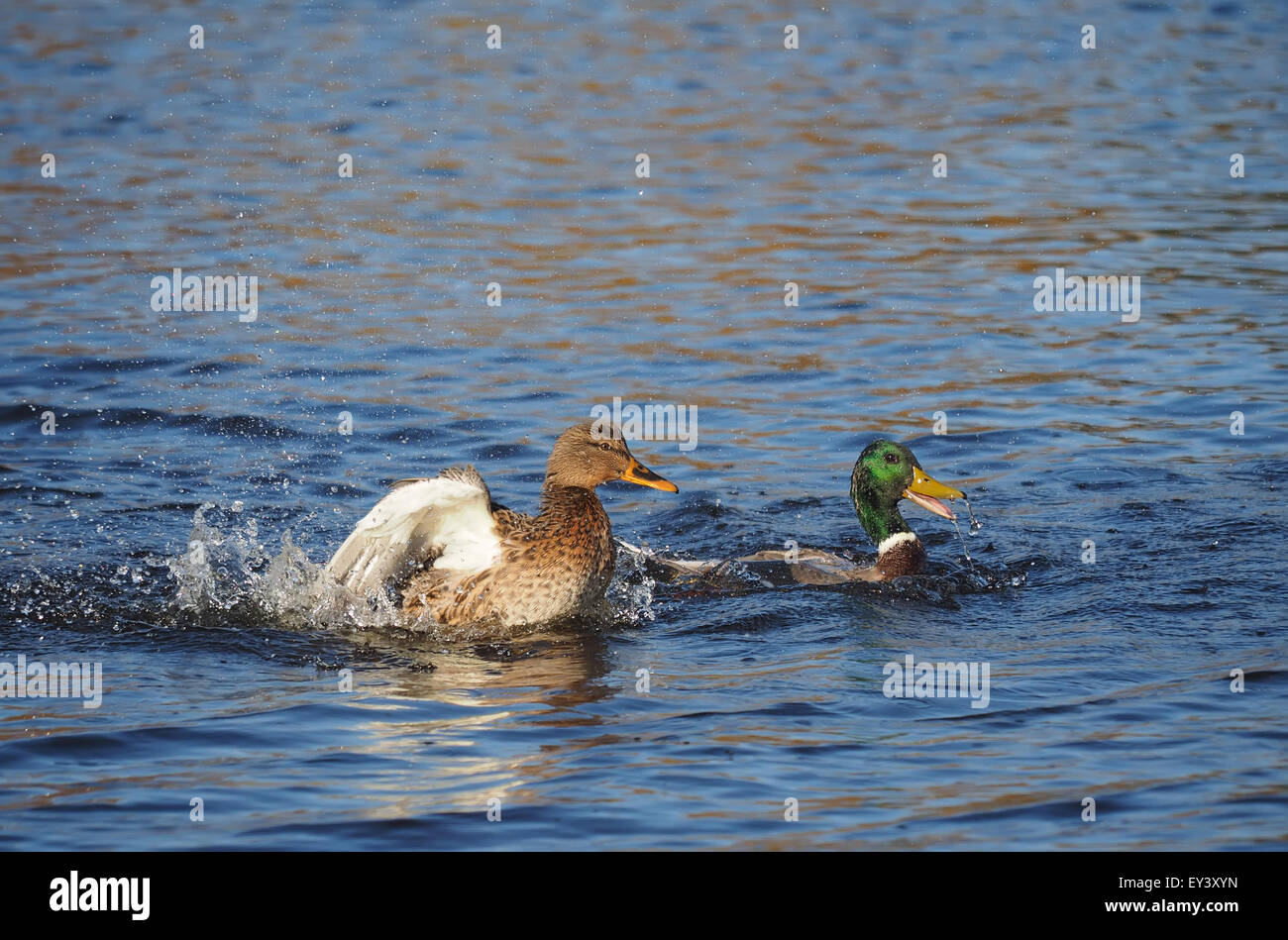duck flaps its wings Stock Photo - Alamy