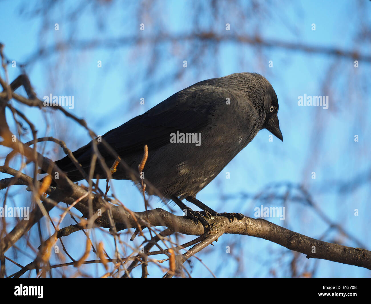 Jackdaw roost hi-res stock photography and images - Alamy