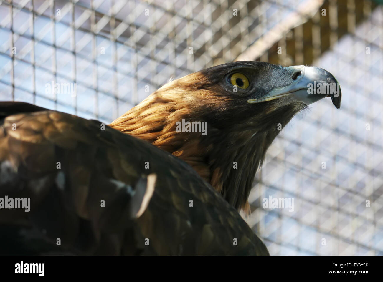 Falcon hawk cage peregrine hi-res stock photography and images - Alamy