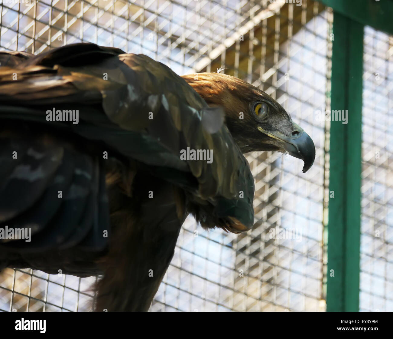 eagle in a cage Stock Photo - Alamy