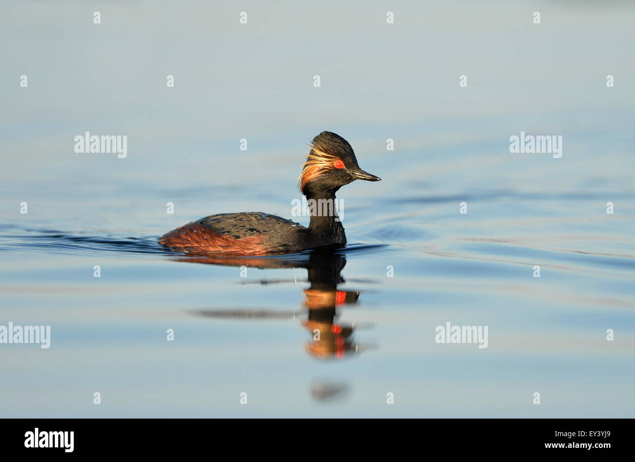 Black Necked Grebe Breeding Stock Photos & Black Necked Grebe Breeding ...