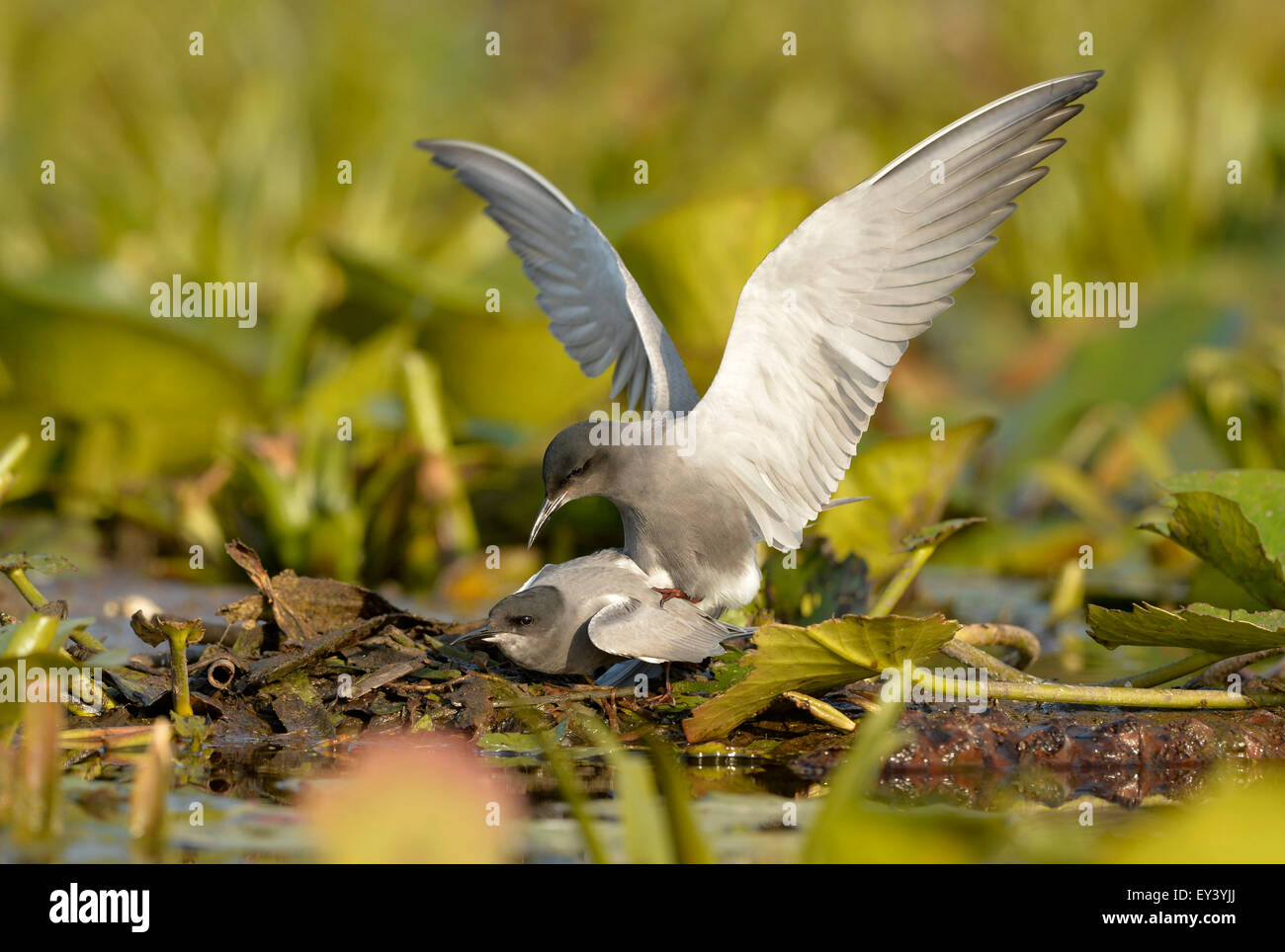 Black Tern (Chlidonias niger) adults in breeding plumage, pair mating ...