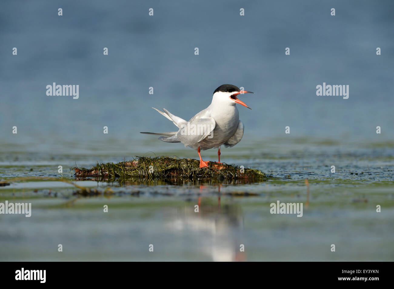 Tern sterna hirundo hi-res stock photography and images - Alamy