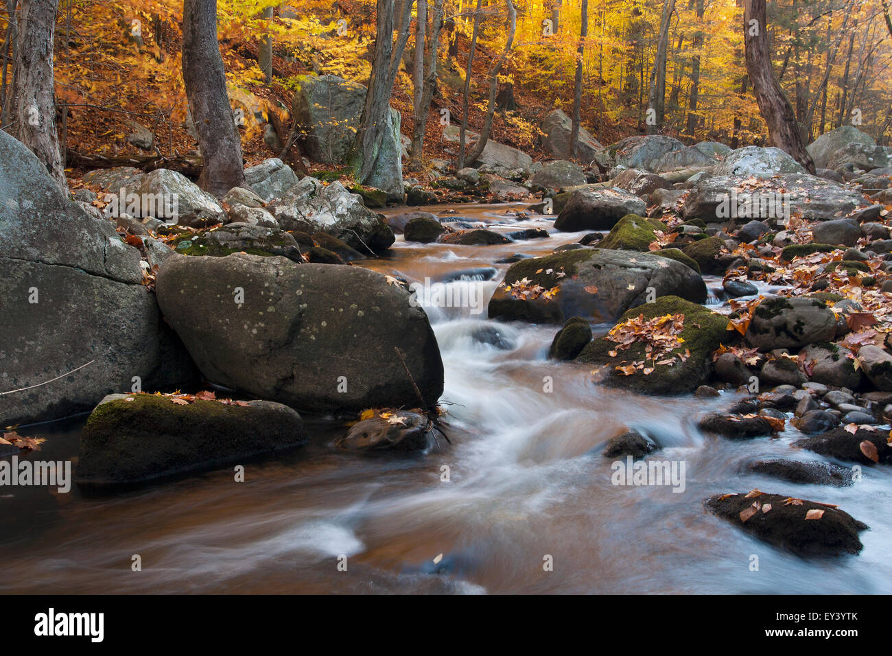 A stream flowing over rocks in a forest with vivid autumn leaves on the ...