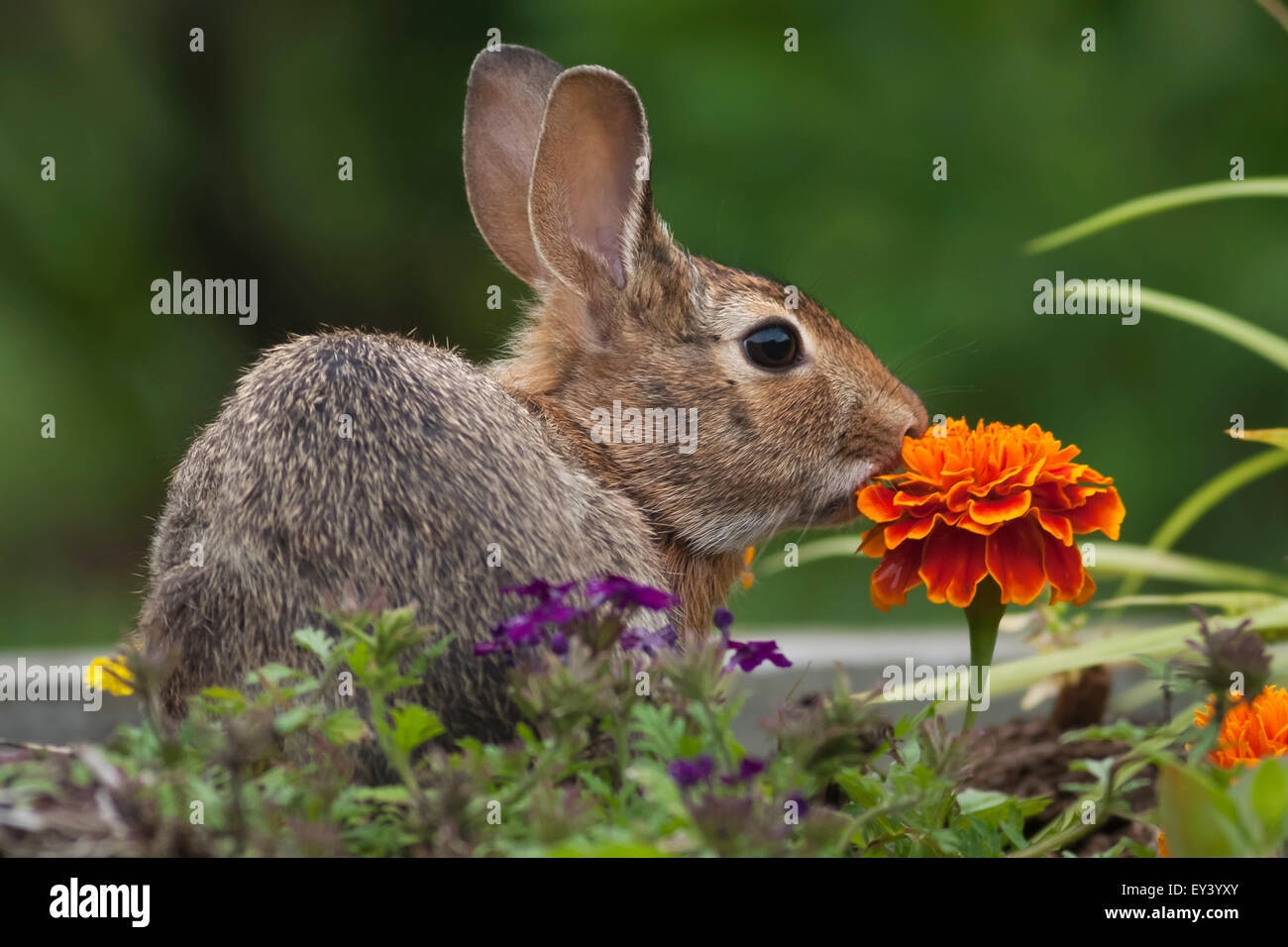 Rabbits flower hi-res stock photography and images - Alamy