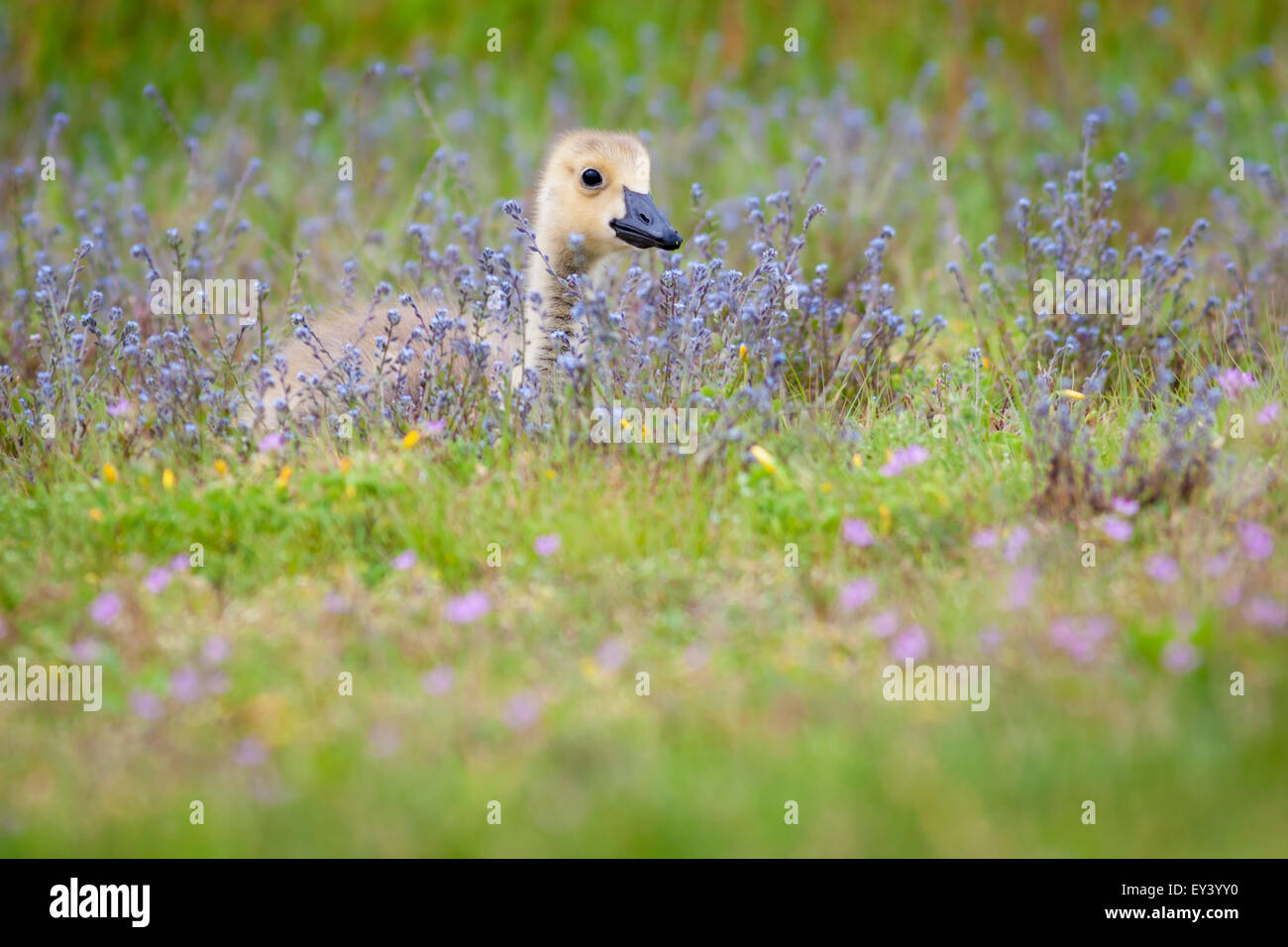 1 gosling hi-res stock photography and images - Alamy