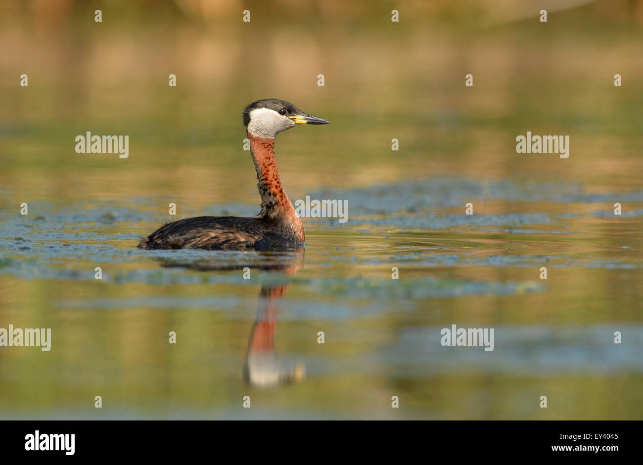Red-necked Grebe (Podiceps grisegena) adult in breeding plumage ...
