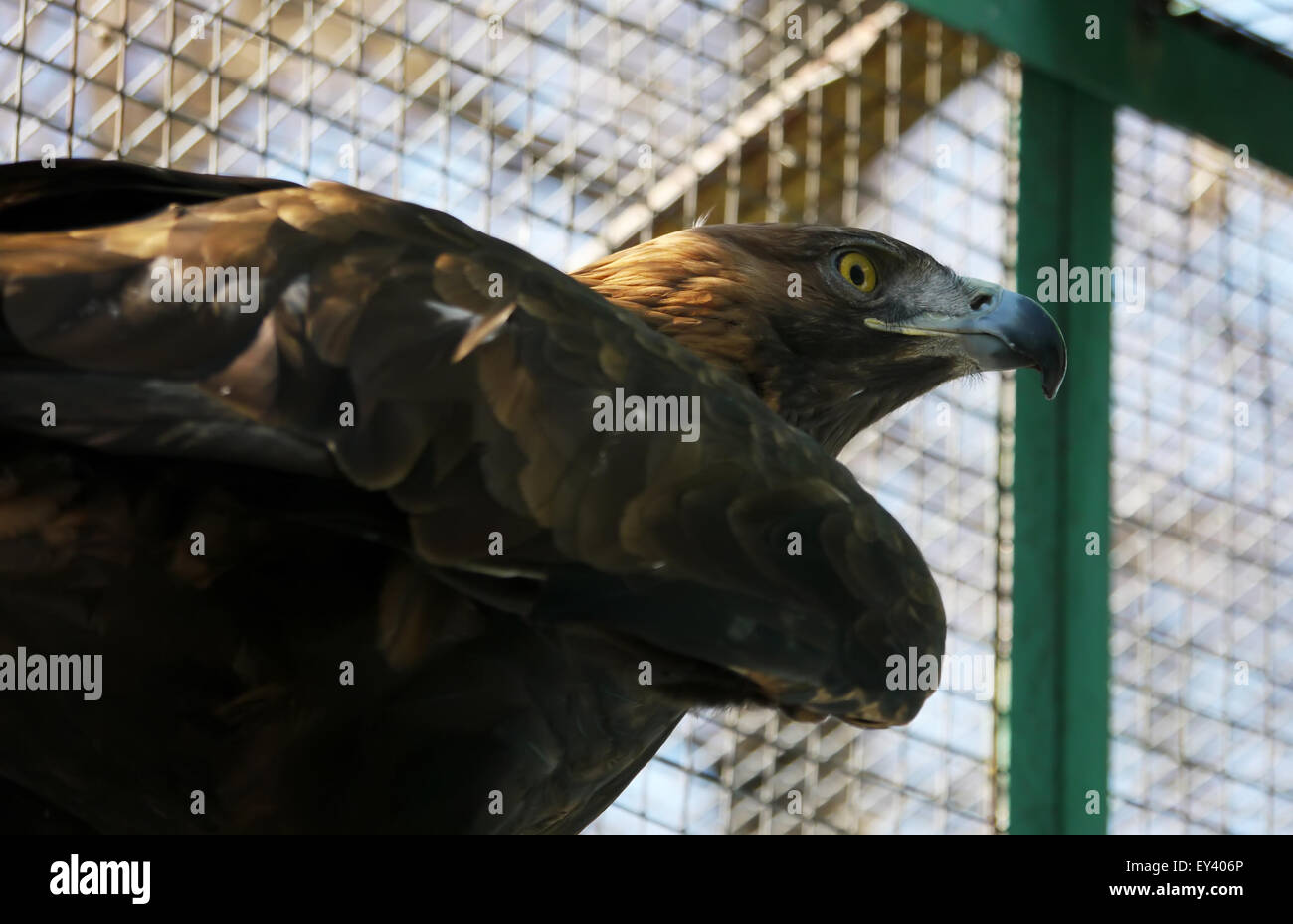 Falcon hawk cage peregrine hi-res stock photography and images - Alamy