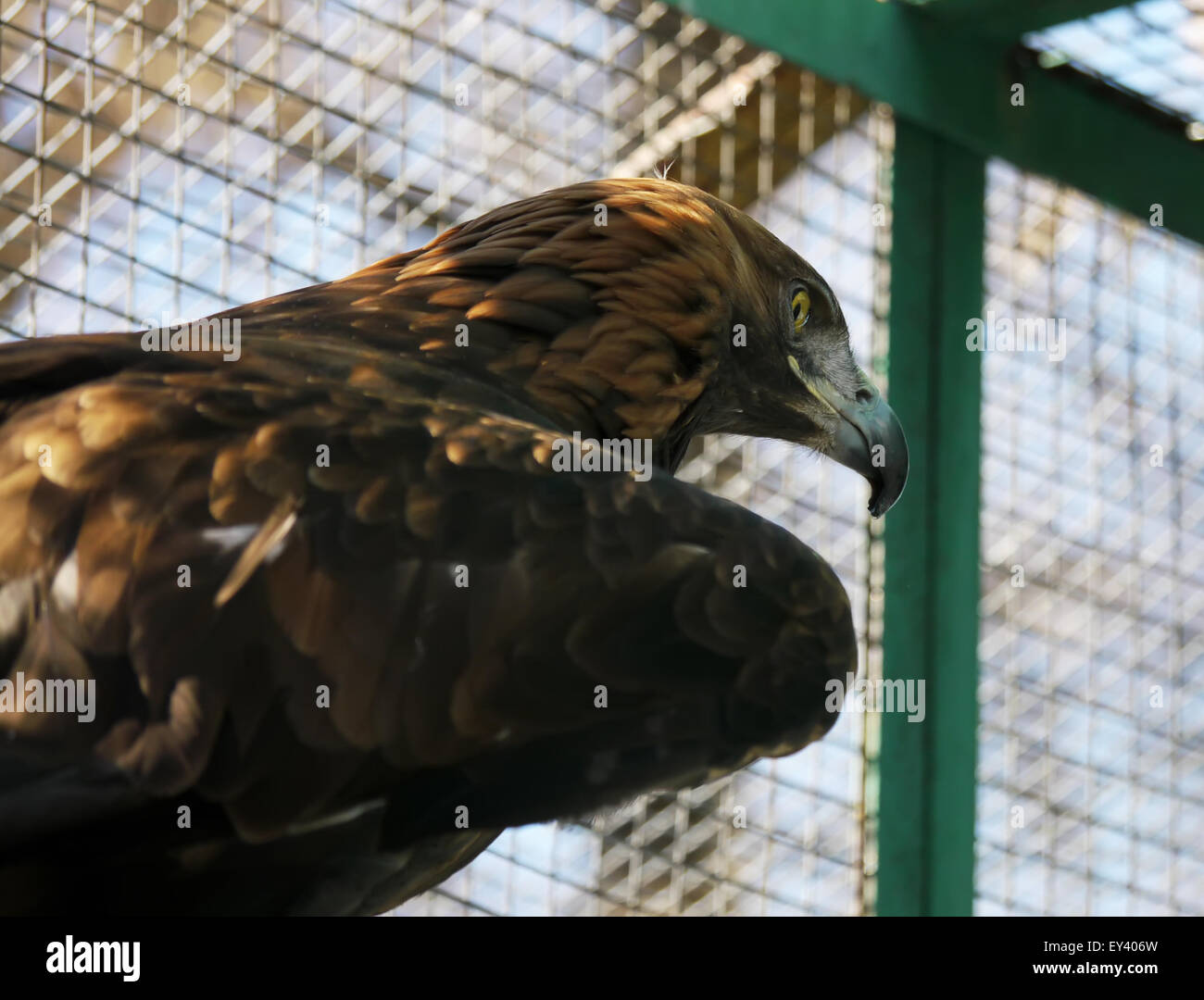 Falcon hawk cage peregrine hi-res stock photography and images - Alamy