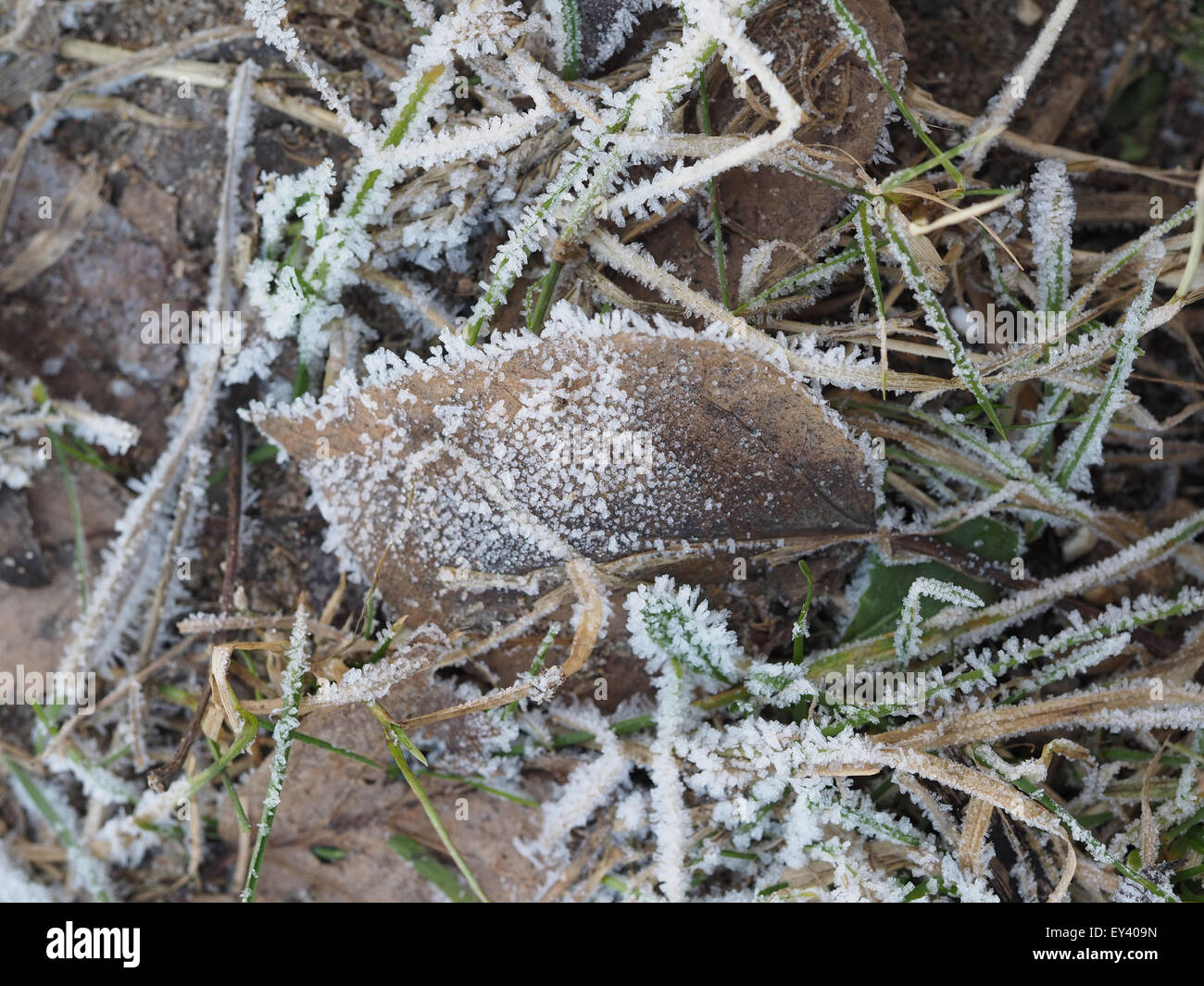 ice crystals on the plant Stock Photo - Alamy