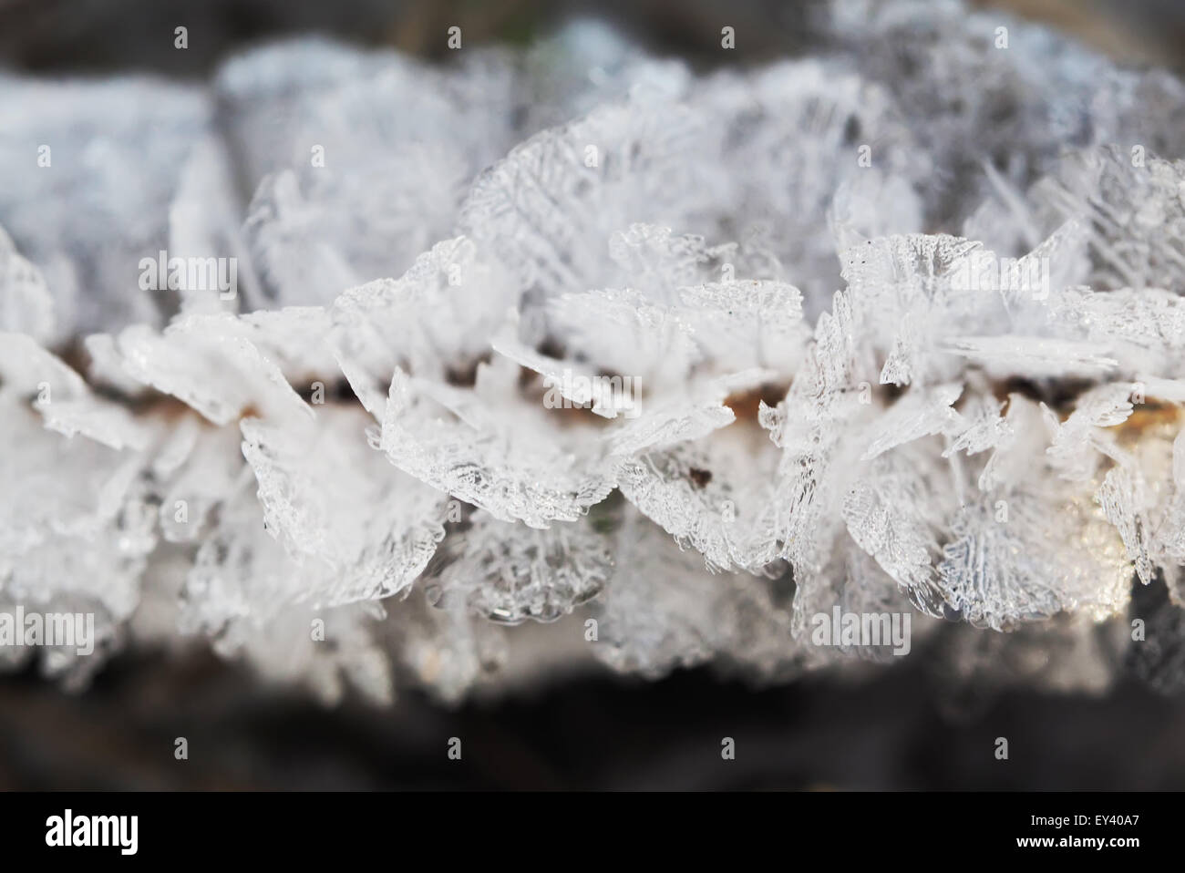 ice crystals on the plant Stock Photo - Alamy