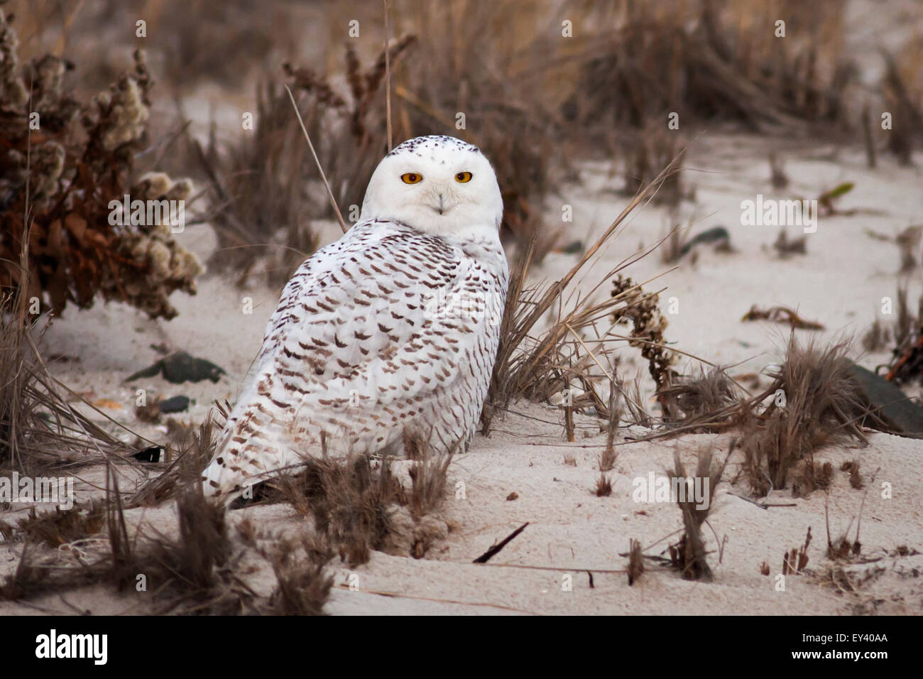 Snowy Owl standing on a sandy beach Stock Photo - Alamy