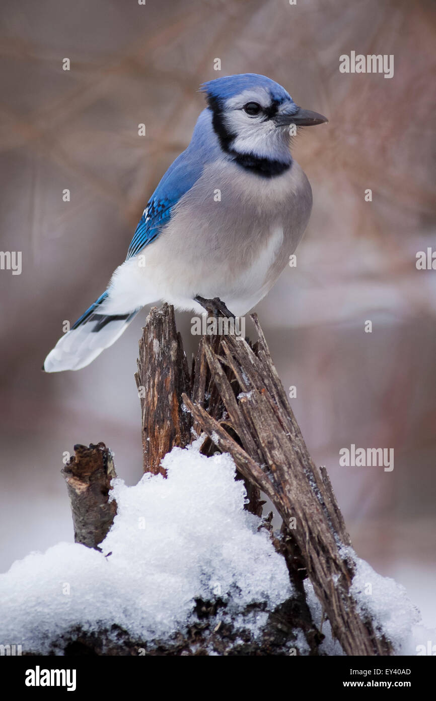 Jay bird hi-res stock photography and images - Alamy