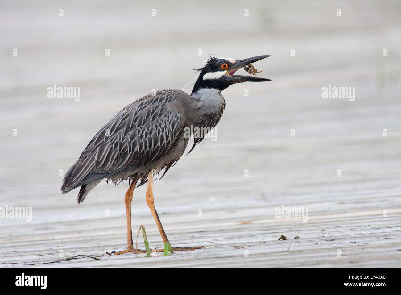 Night Heron eating a crab Stock Photo - Alamy