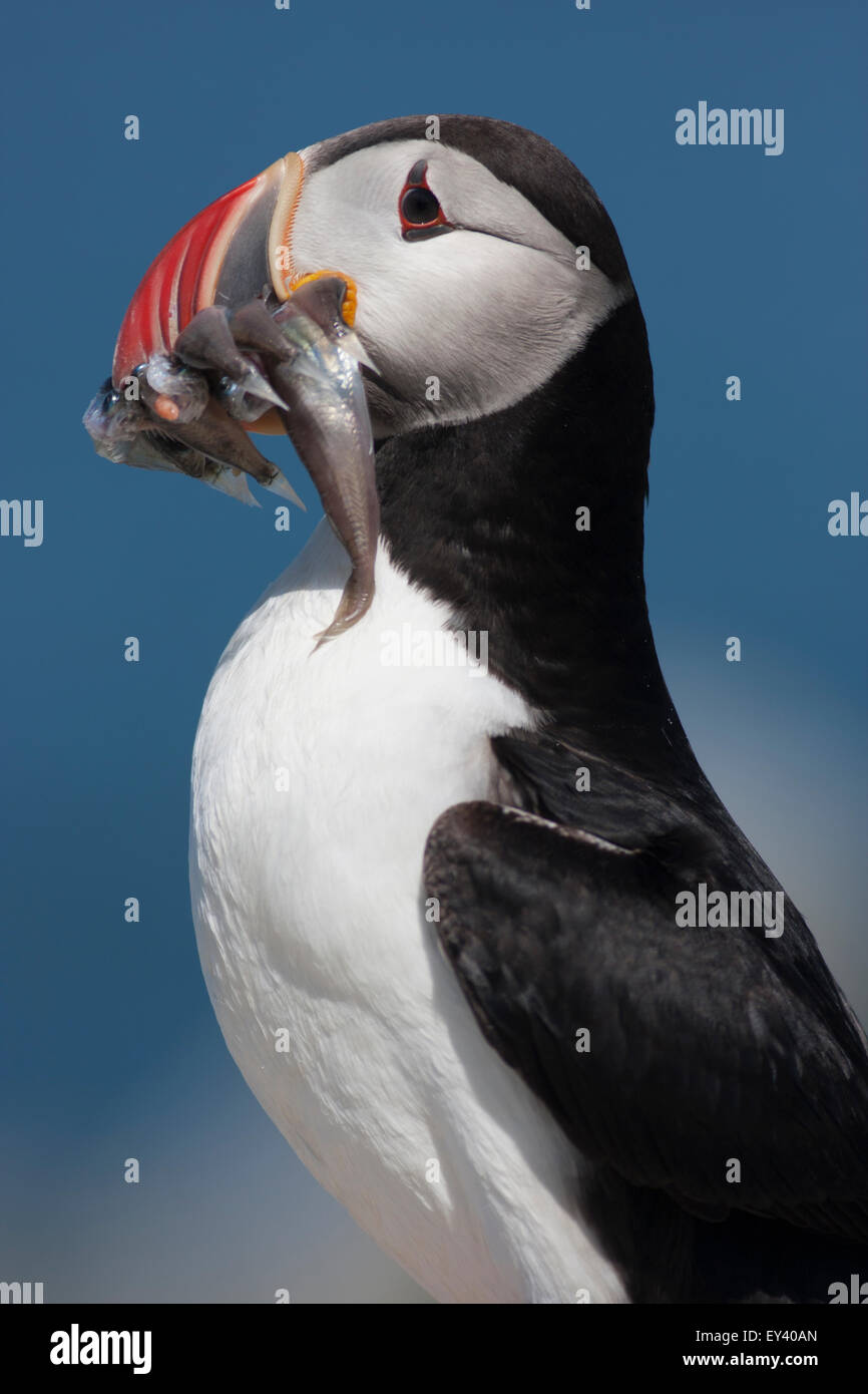 Close up of an Atlantic Puffin with fish in his colourful bill Stock ...