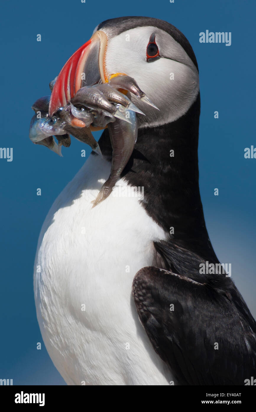 Close up of an Atlantic Puffin with several fish in it's bill Stock ...