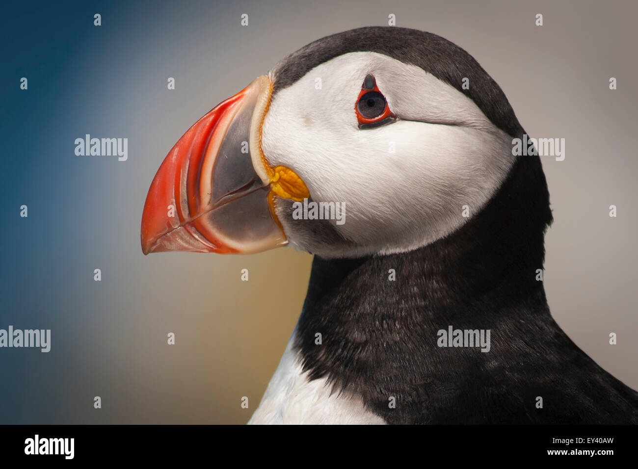 Close up of an Atlantic Puffin with a colourful bill Stock Photo - Alamy