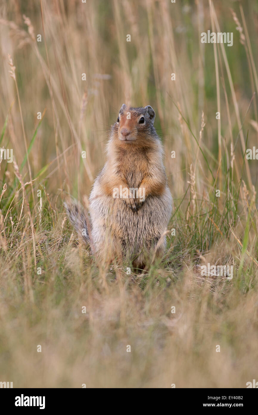 Flickertail squirrel hi-res stock photography and images - Alamy
