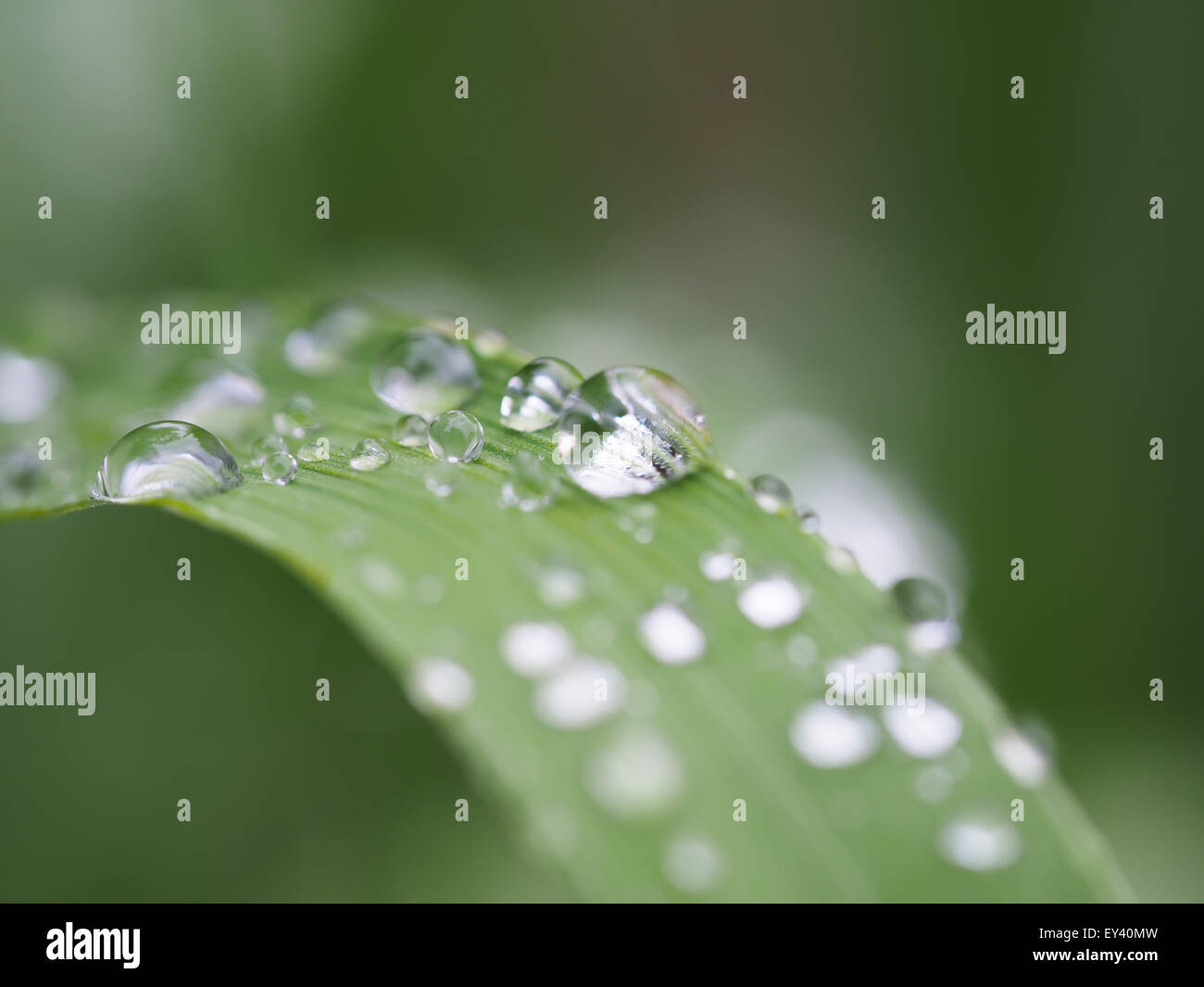 drops on plant Stock Photo - Alamy