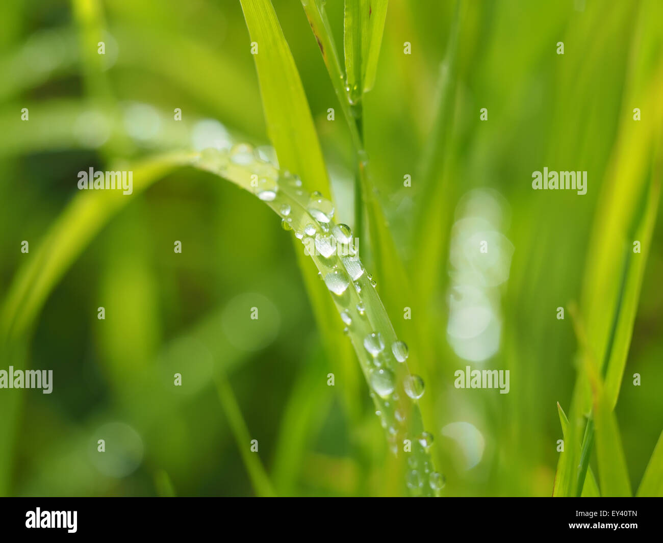 drops on plant Stock Photo - Alamy