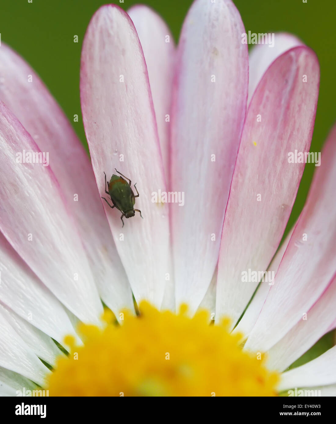 bug on a flower daisy Stock Photo - Alamy