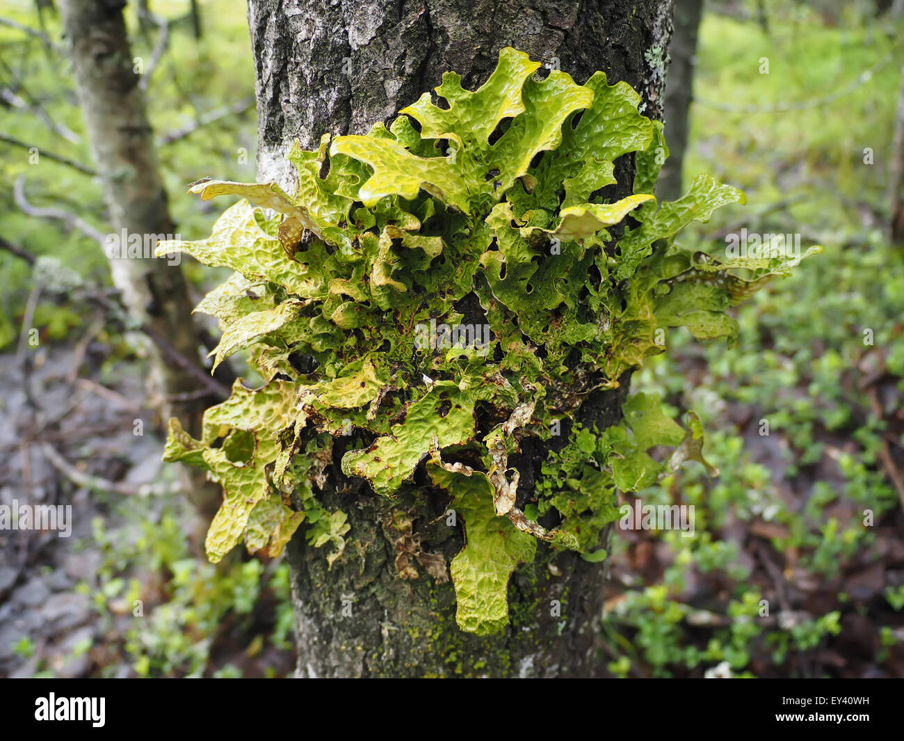 Lobaria pulmonaria on tree in forest Stock Photo - Alamy