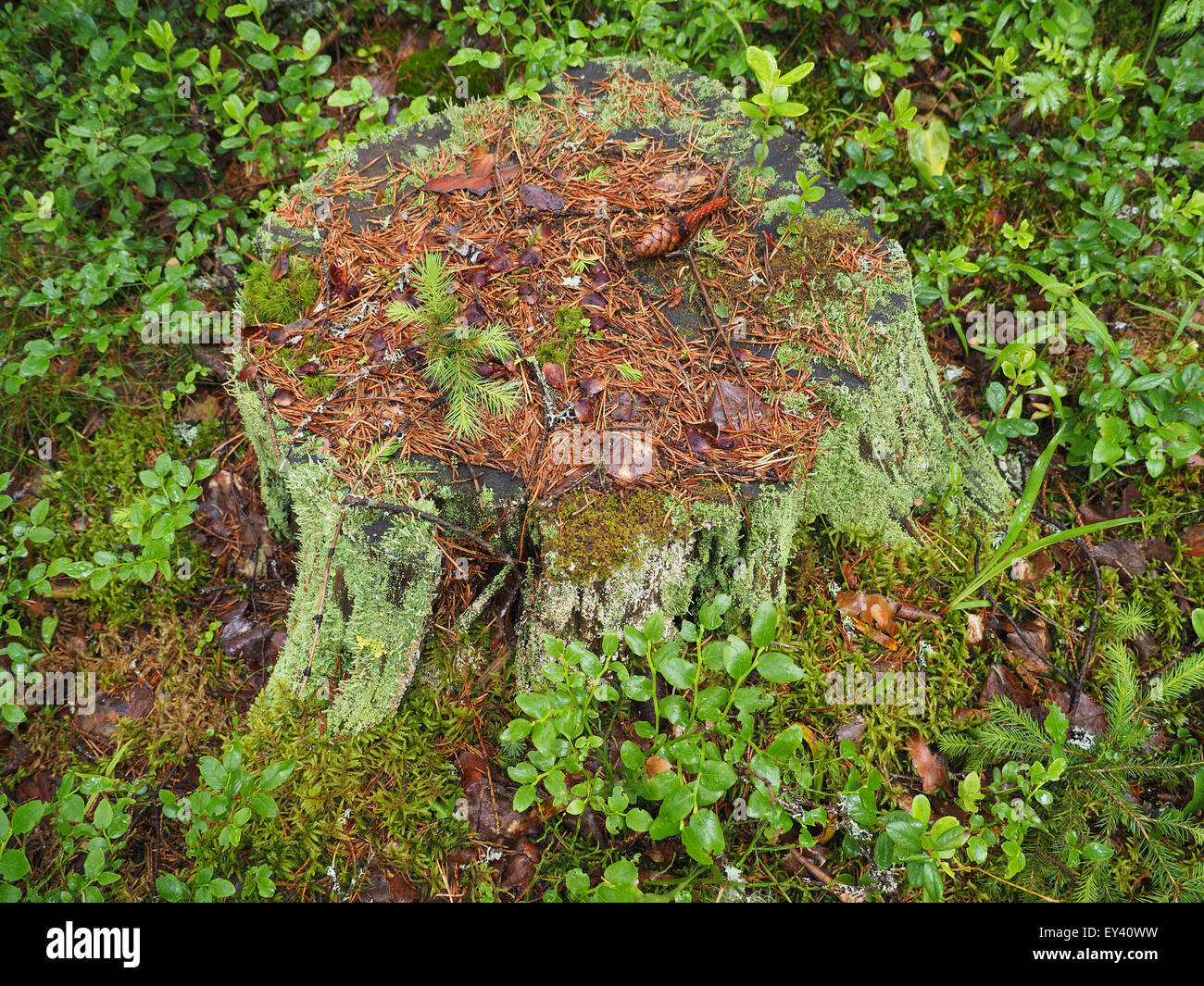 stump in the forest Stock Photo - Alamy