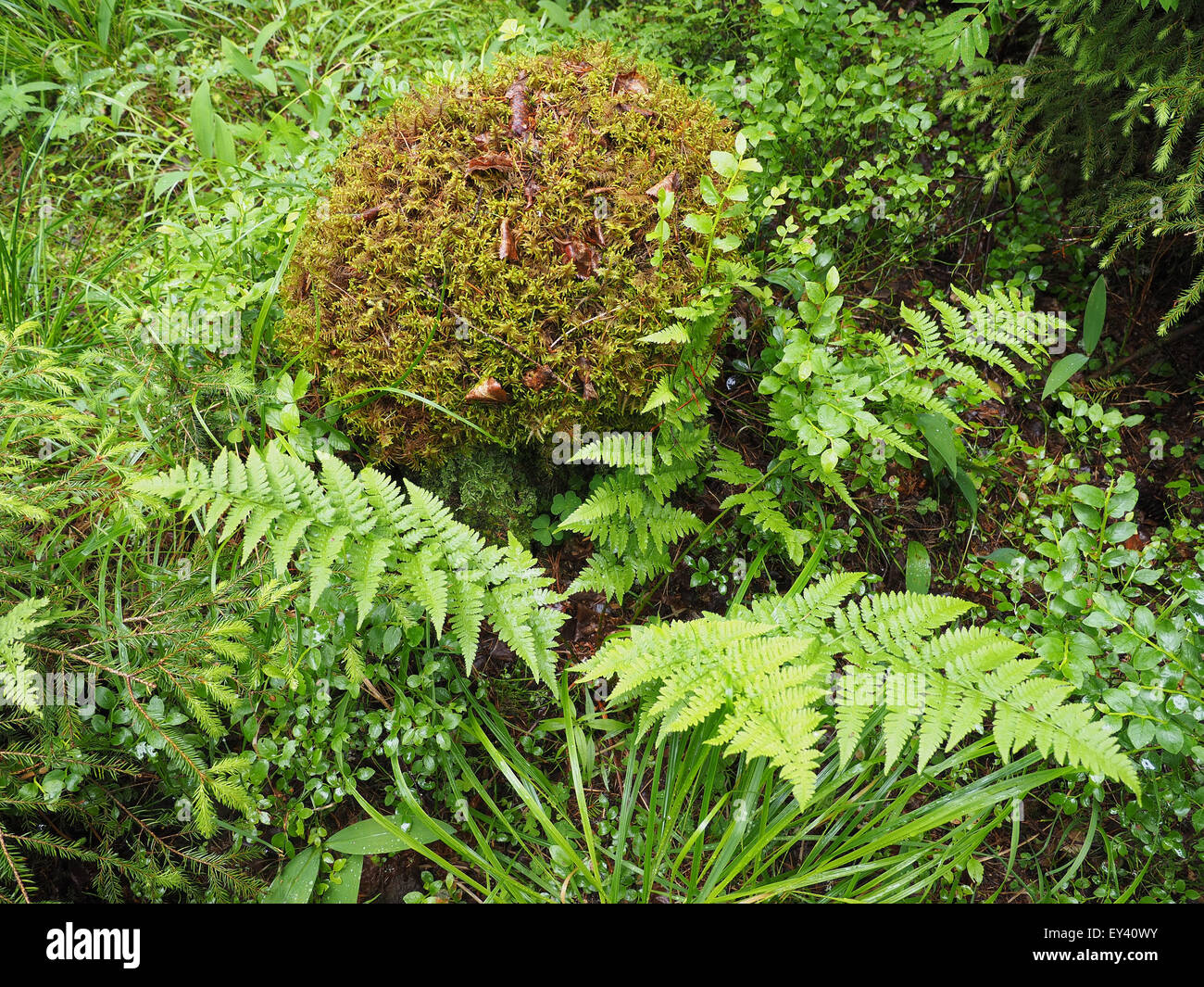 stump in the forest Stock Photo - Alamy