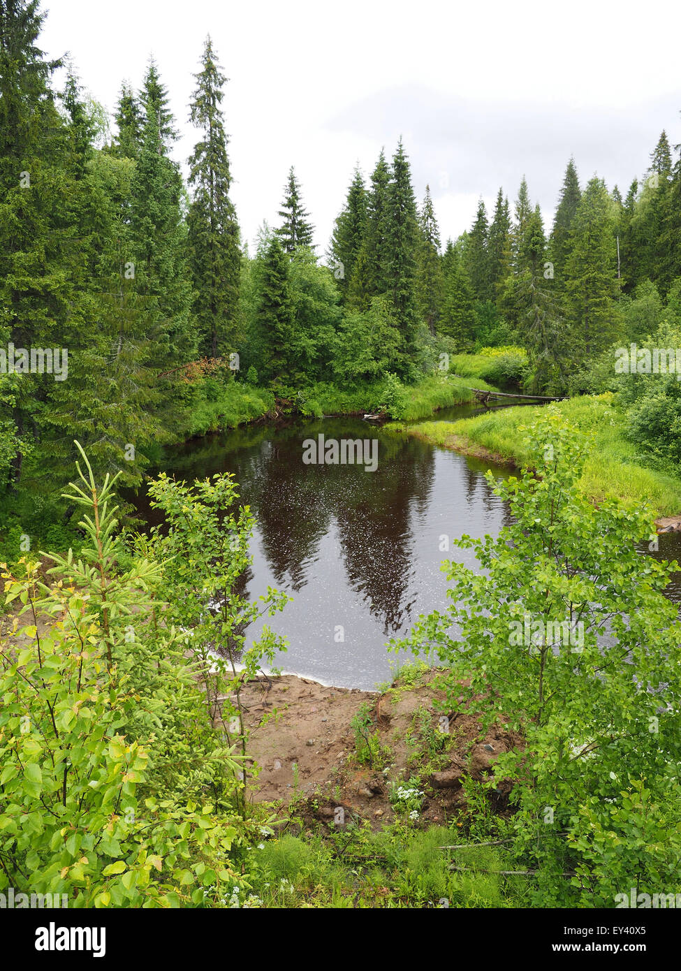 River in the forest Stock Photo - Alamy