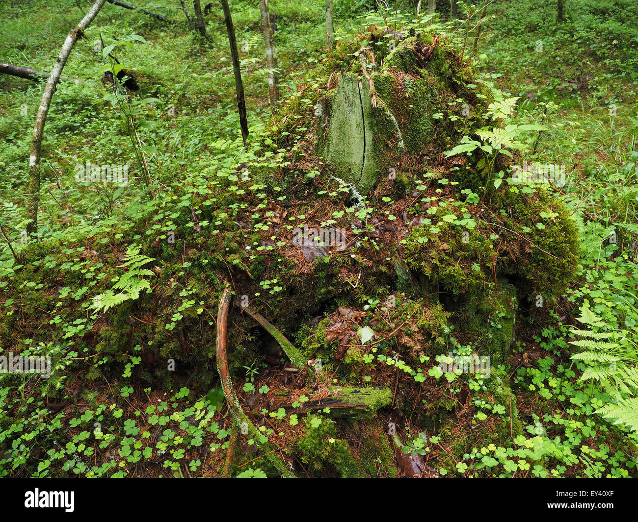 stump in the forest Stock Photo - Alamy