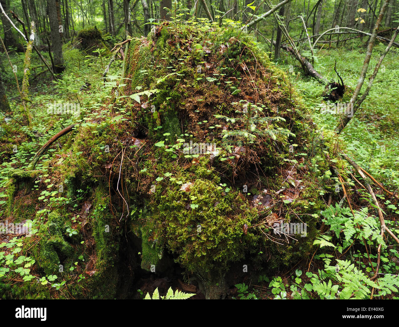 Rock on stump hi-res stock photography and images - Alamy