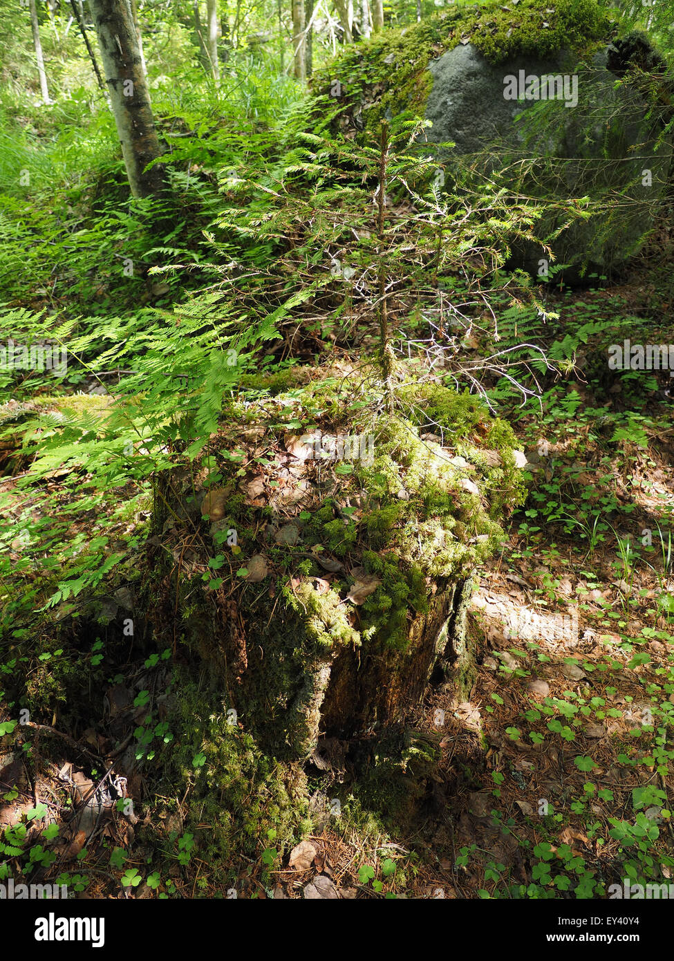 stump in the forest Stock Photo - Alamy