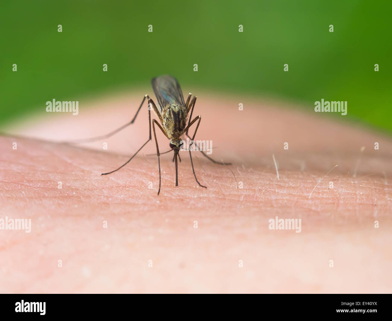 Anopheles mosquito female hi-res stock photography and images - Alamy