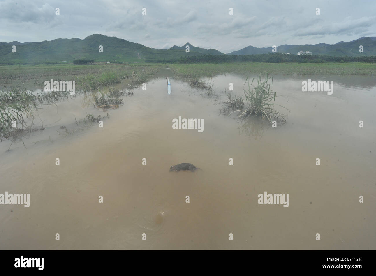Sanya. 21st July, 2015. The photo shows a drowned mouse floating on the ...