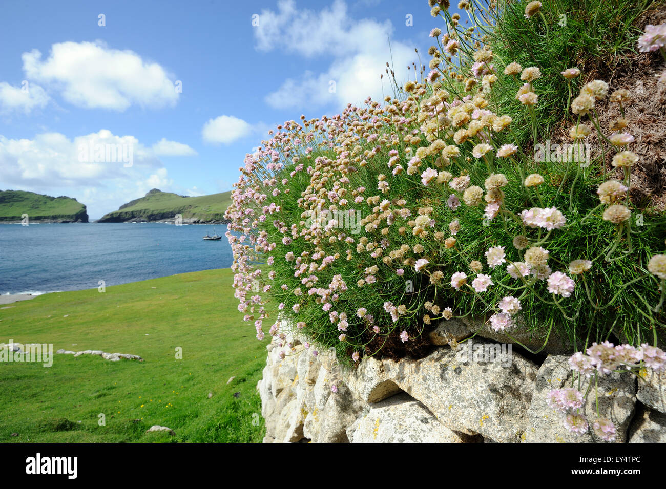 Thrift grows on the turf roof of a cleit, a stone storage hut above ...