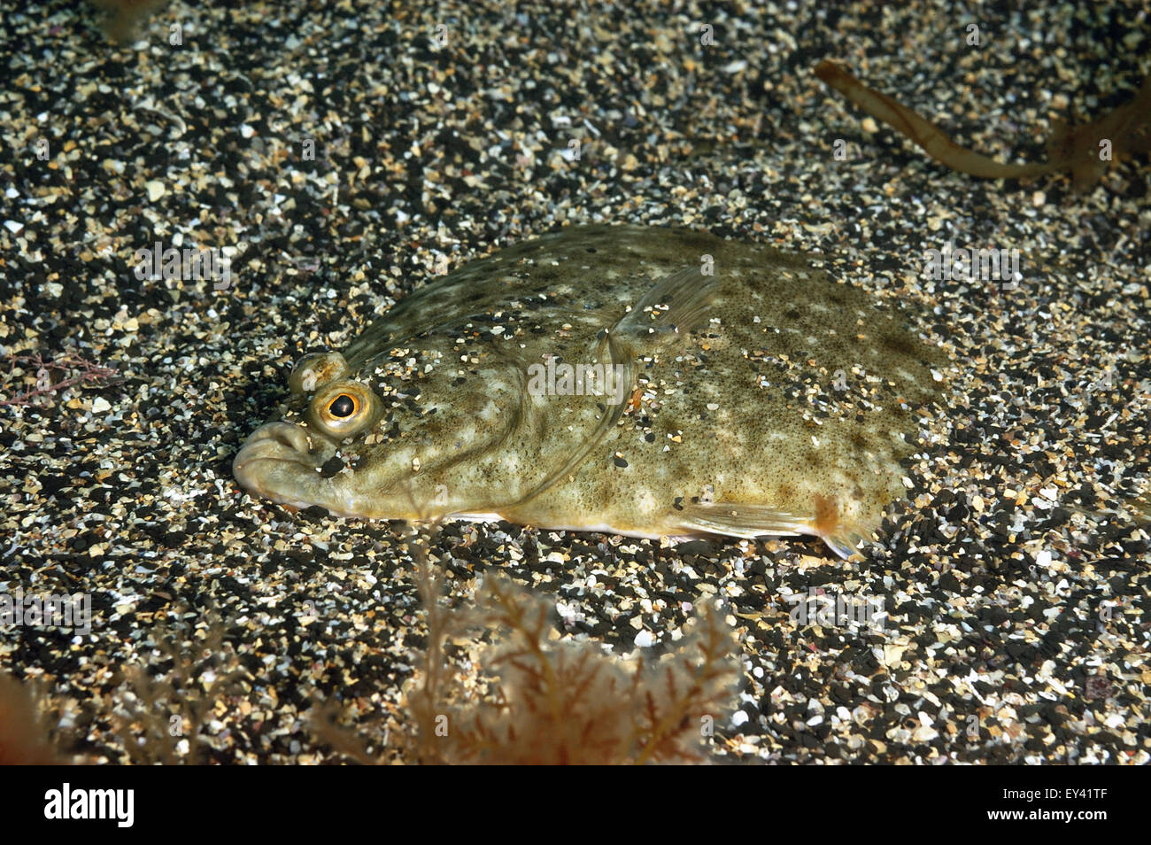 Plaice Pleuronectes platessa , on sandy seabed Stock Photo - Alamy