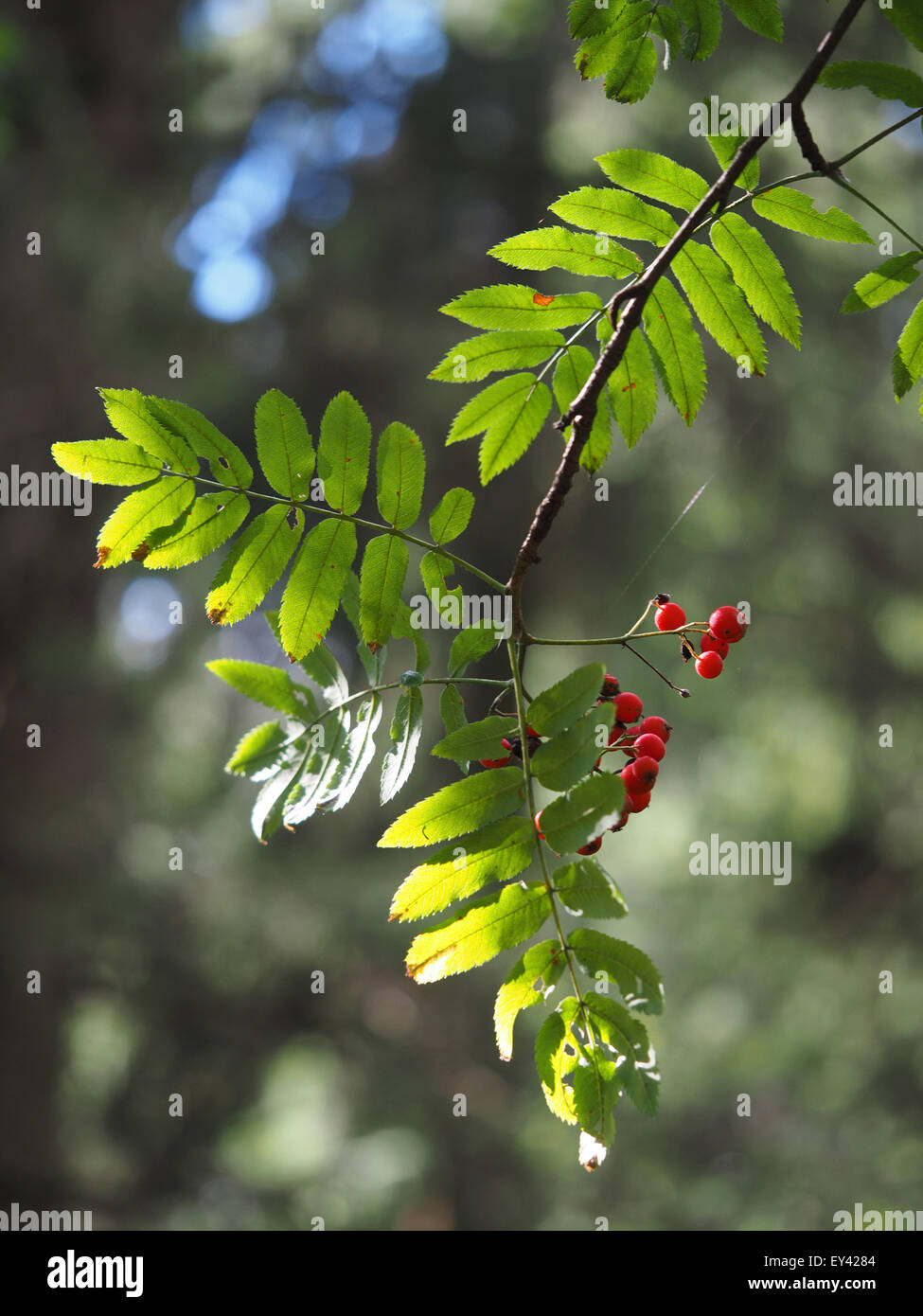 Rowan in the forest Stock Photo - Alamy