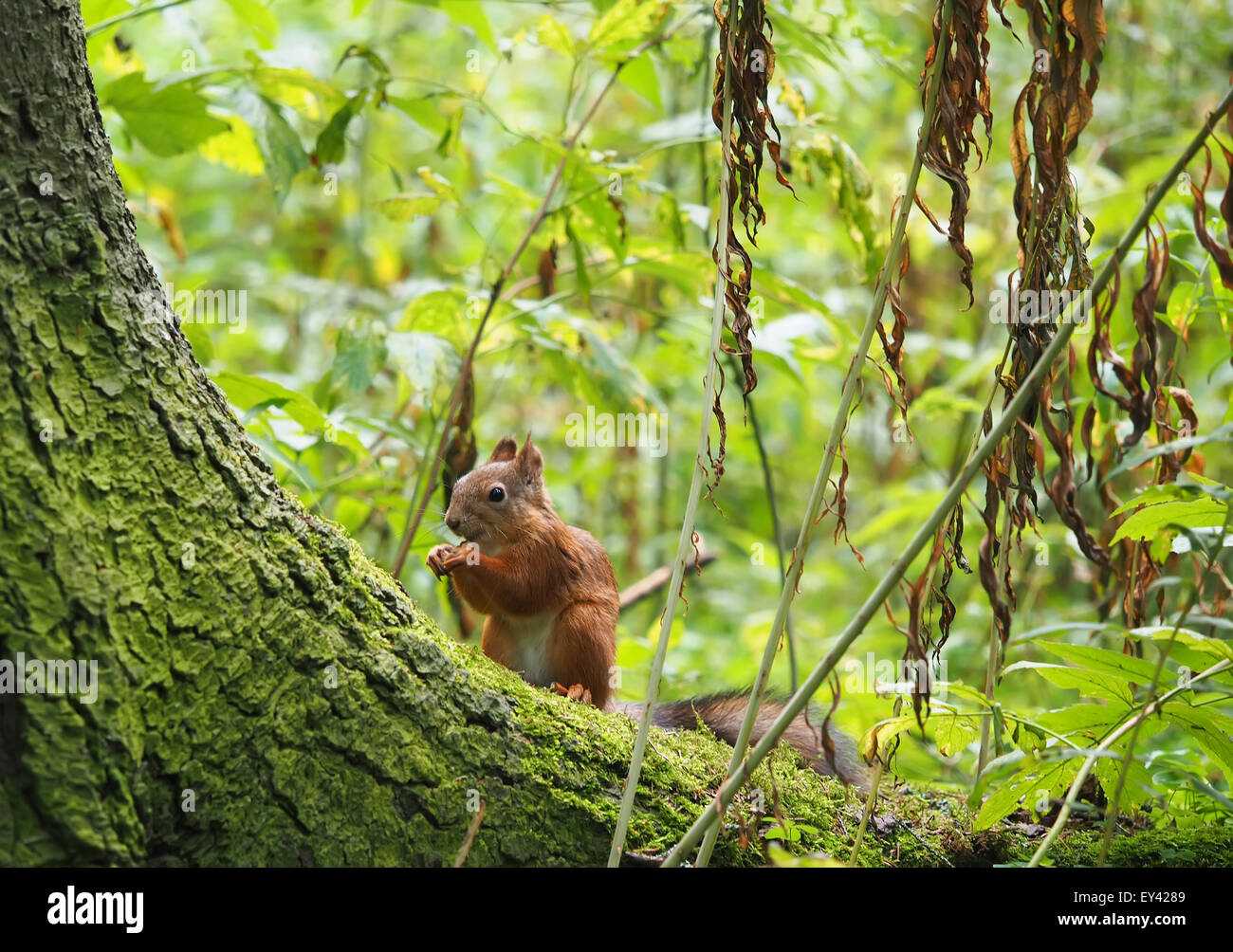 squirrel in the forest Stock Photo - Alamy
