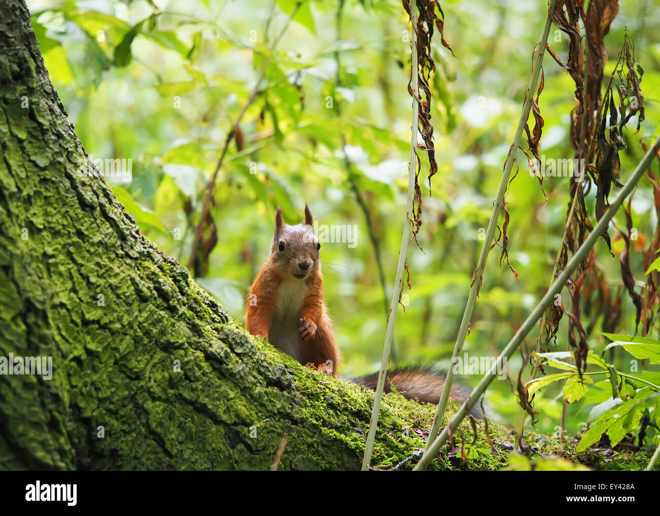 squirrel in the forest Stock Photo - Alamy