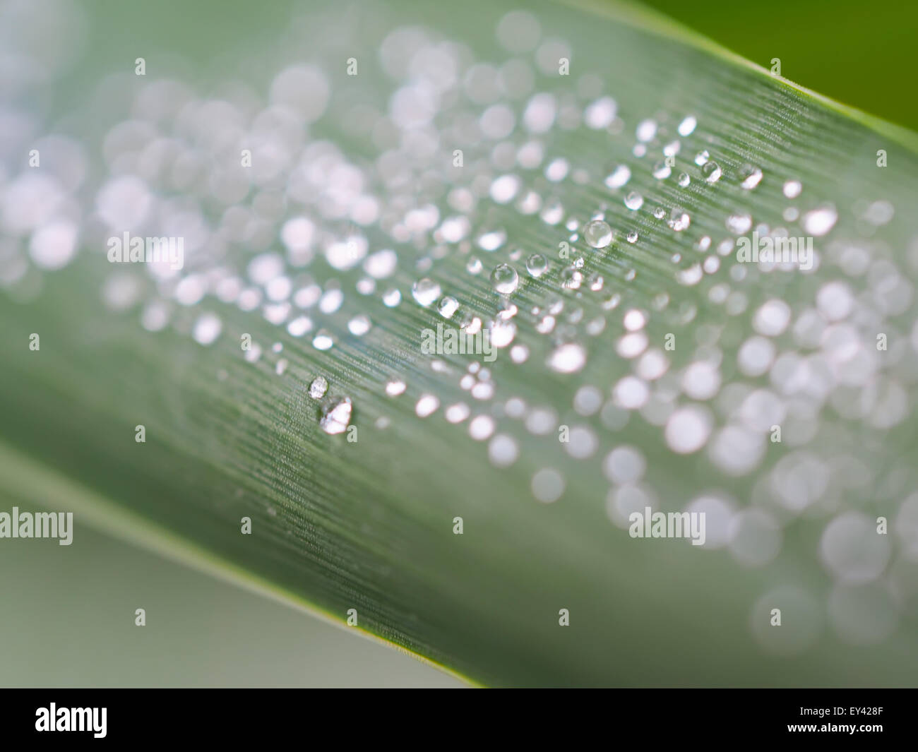 drops on plant Stock Photo - Alamy