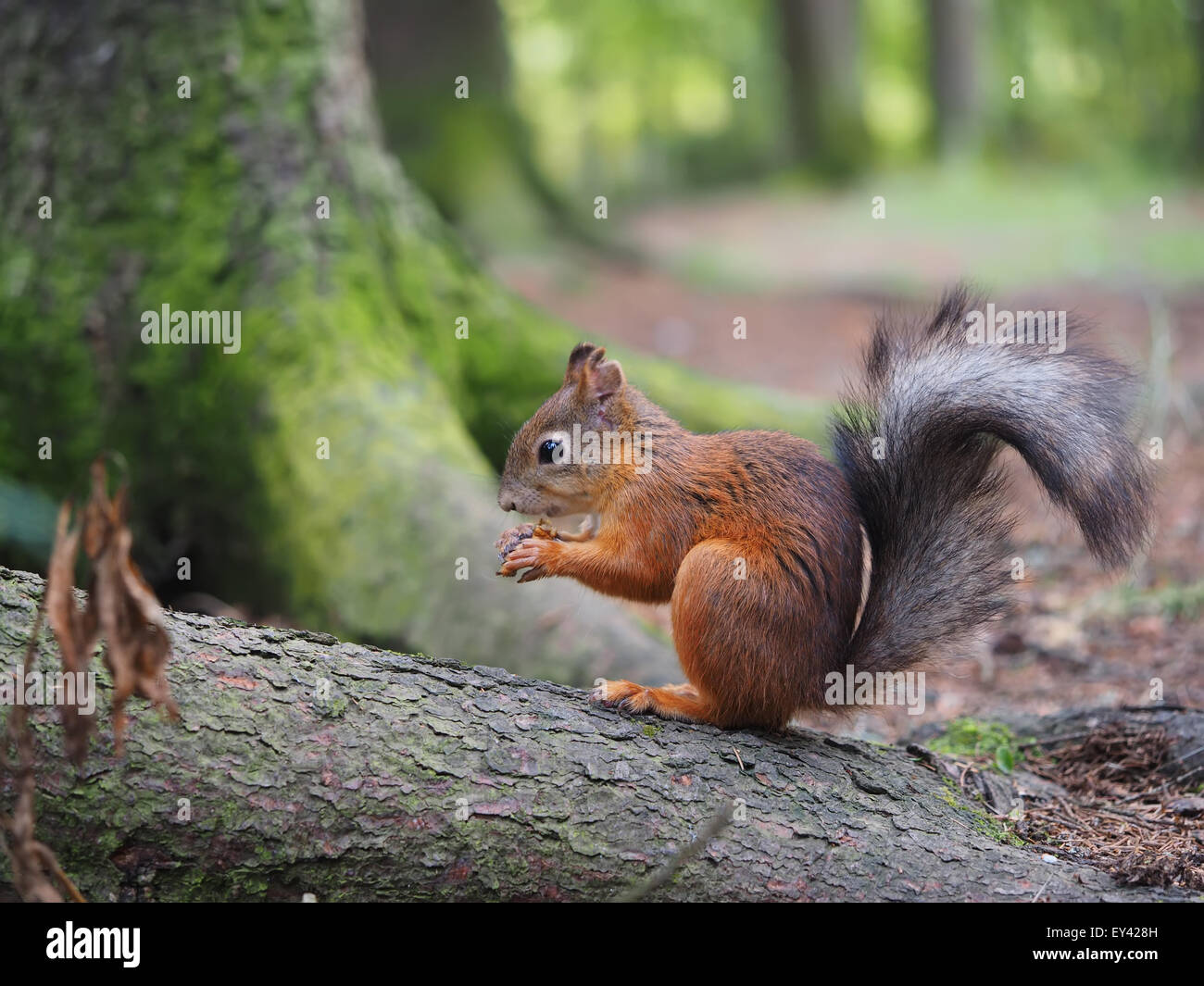 squirrel in the forest Stock Photo - Alamy