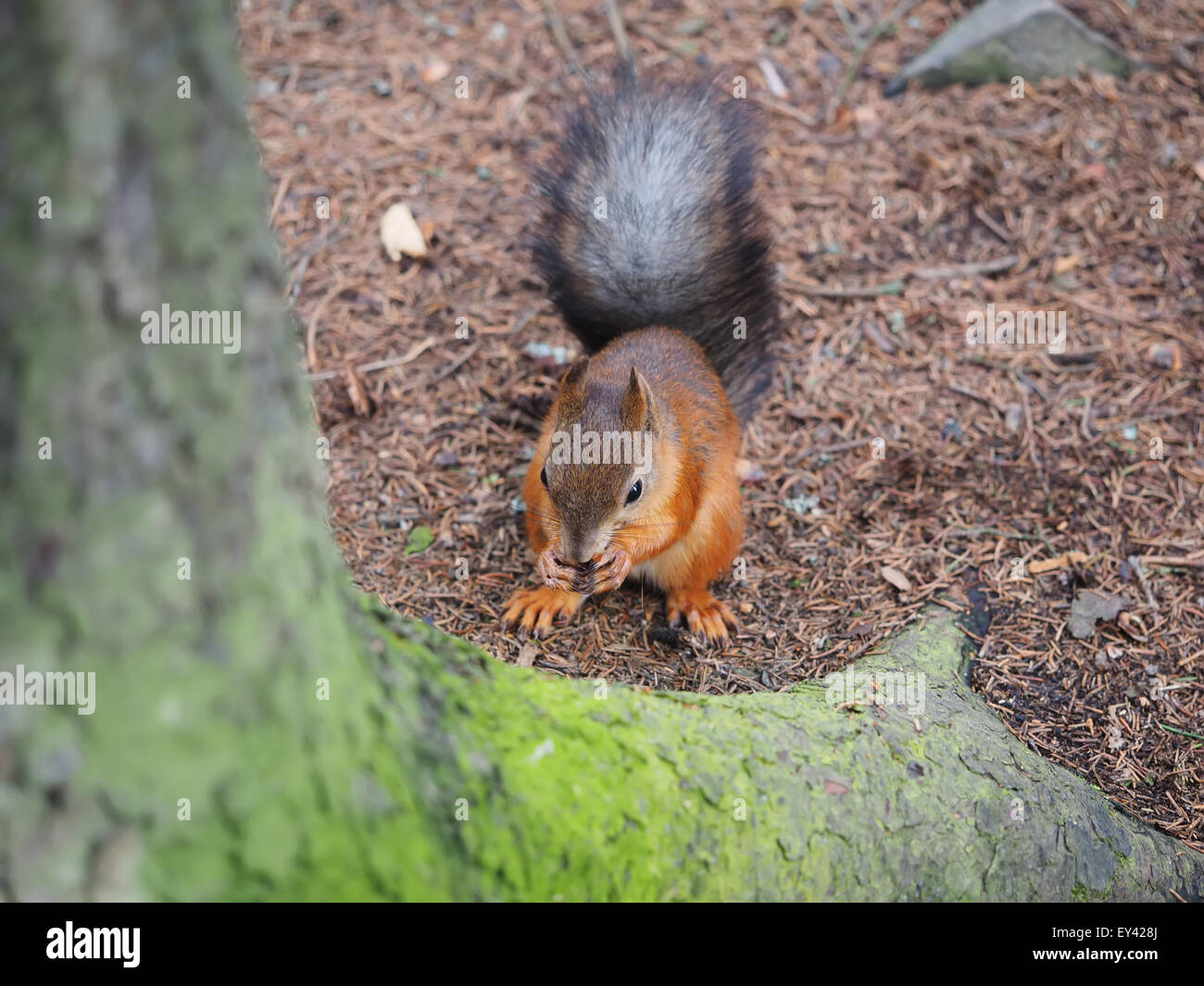 squirrel in the forest Stock Photo - Alamy
