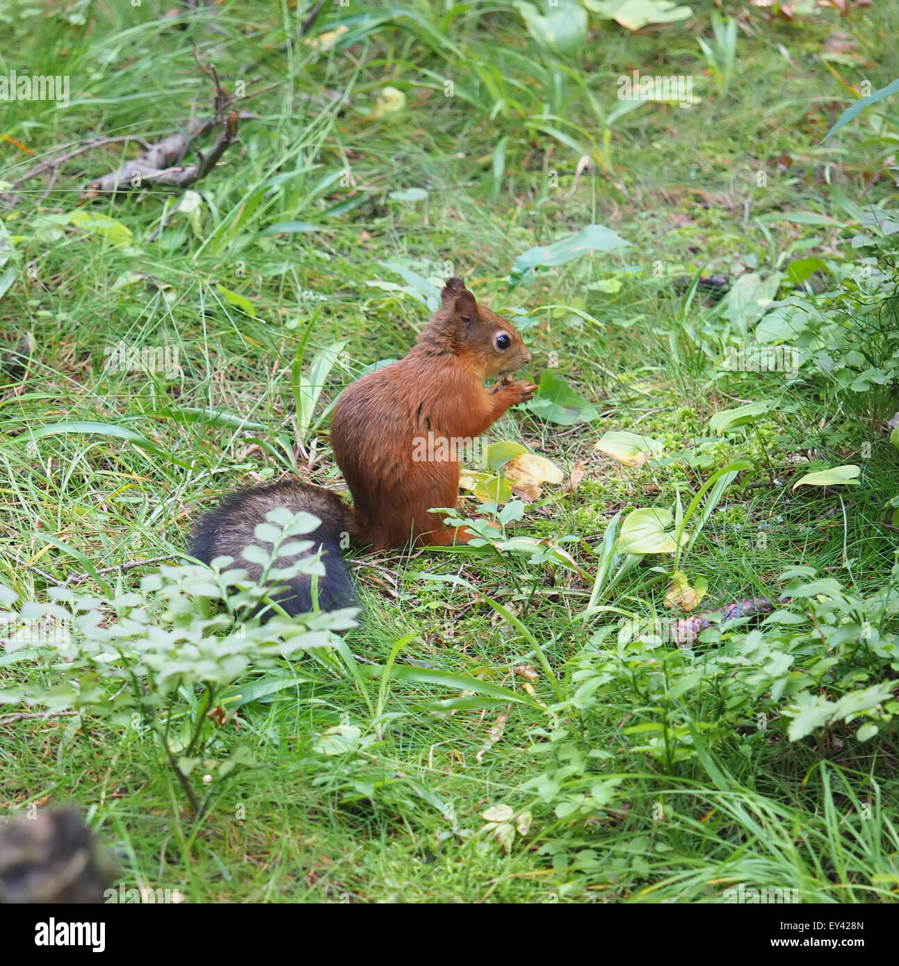 squirrel in the forest Stock Photo - Alamy