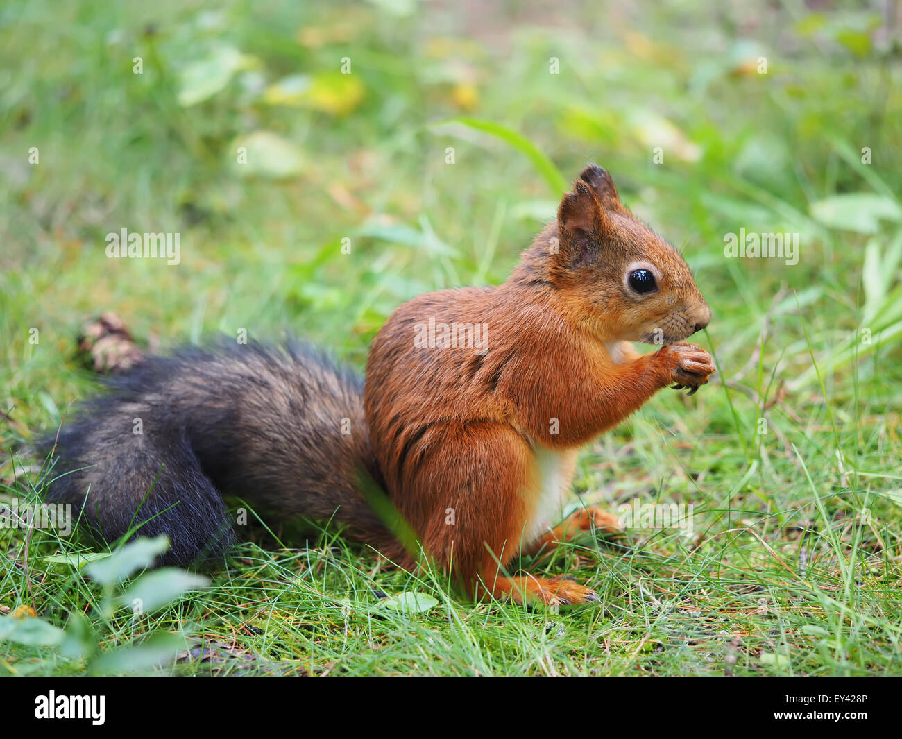 squirrel in the forest Stock Photo - Alamy
