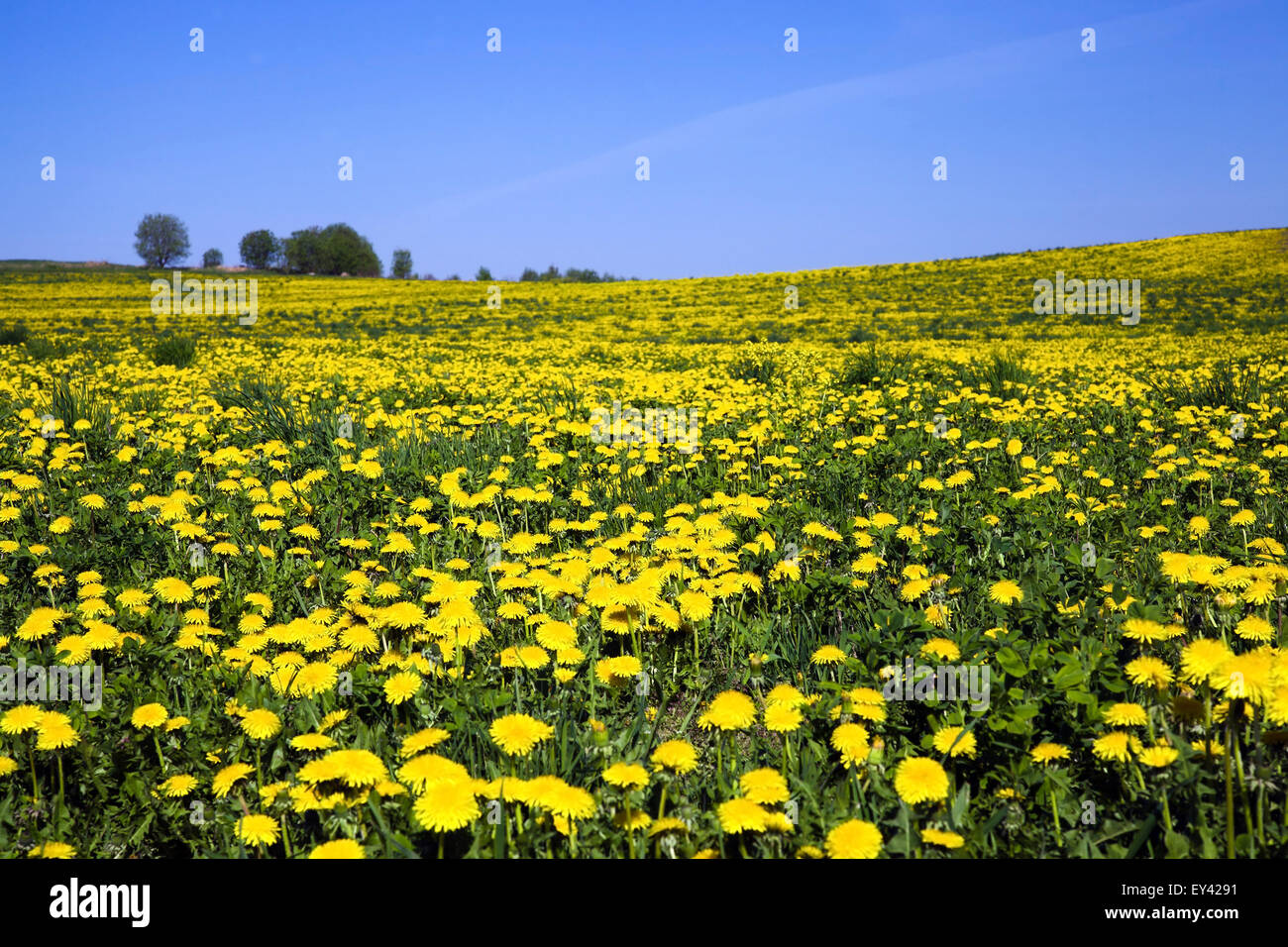 the dandelions growing in a field in a spring season Stock Photo - Alamy
