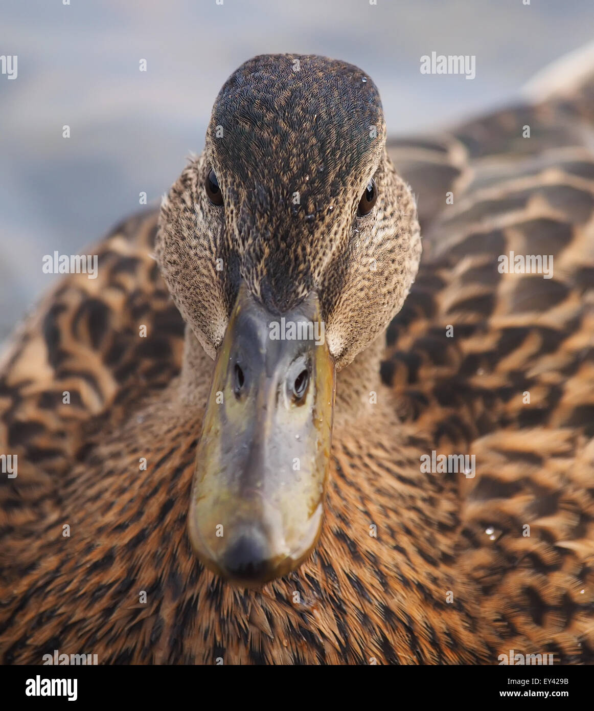 portrait of a duck closeup Stock Photo - Alamy