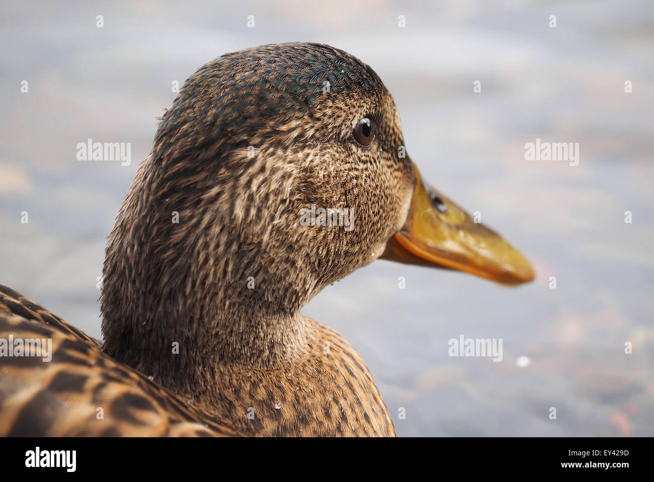portrait of a duck closeup Stock Photo - Alamy