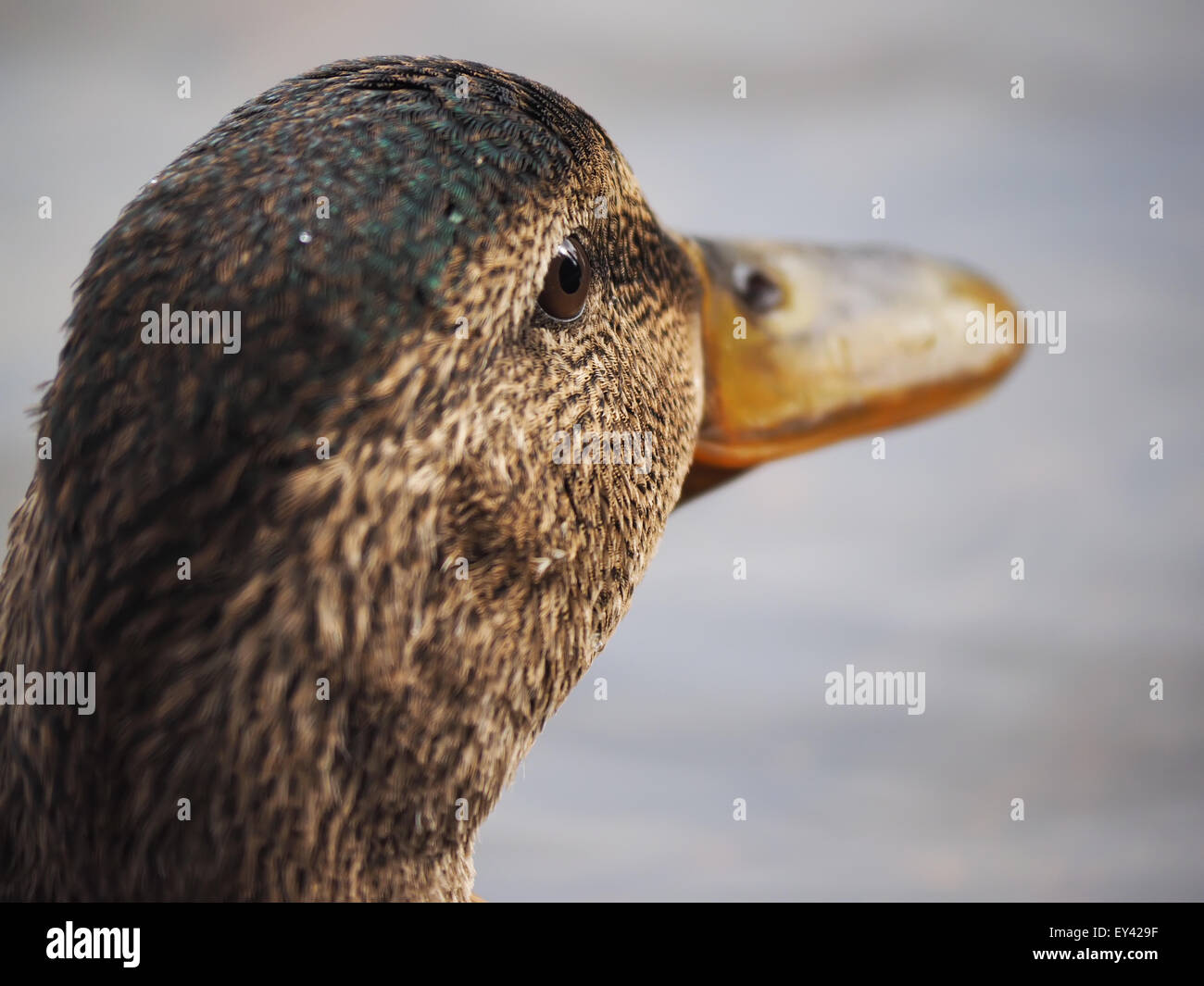 portrait of a duck closeup Stock Photo - Alamy