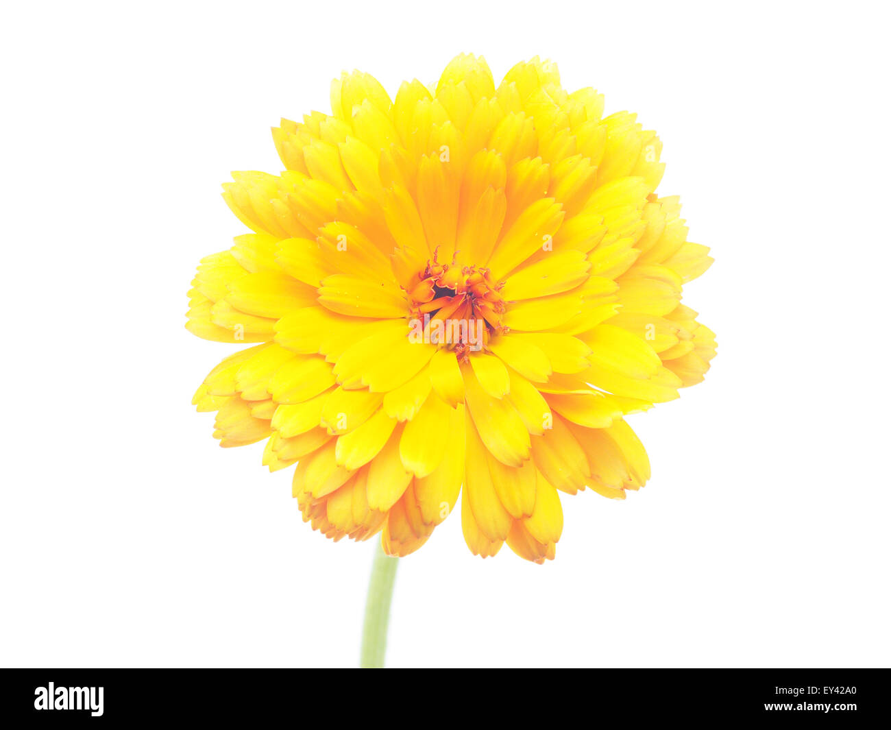 marigold flowers on a white background Stock Photo - Alamy