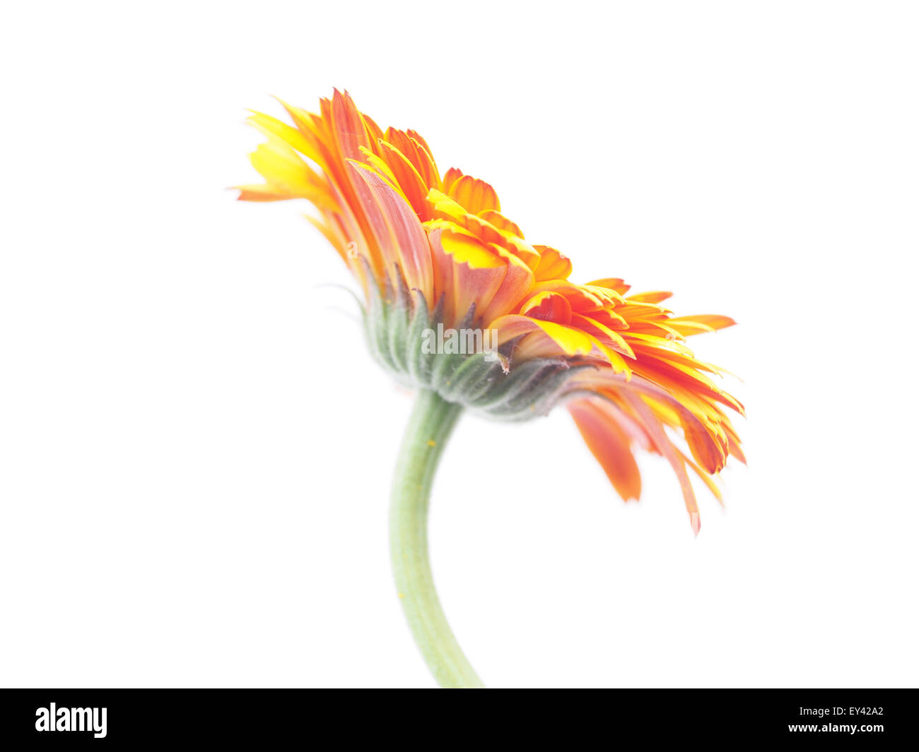 marigold flowers on a white background Stock Photo - Alamy